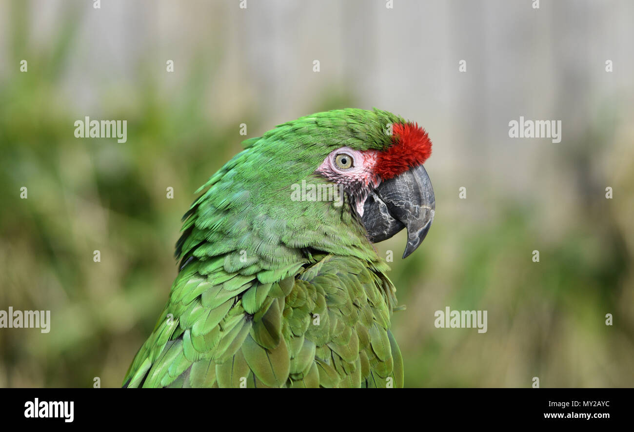 Grünflügel ara schnabel -Fotos und -Bildmaterial in hoher Auflösung – Alamy