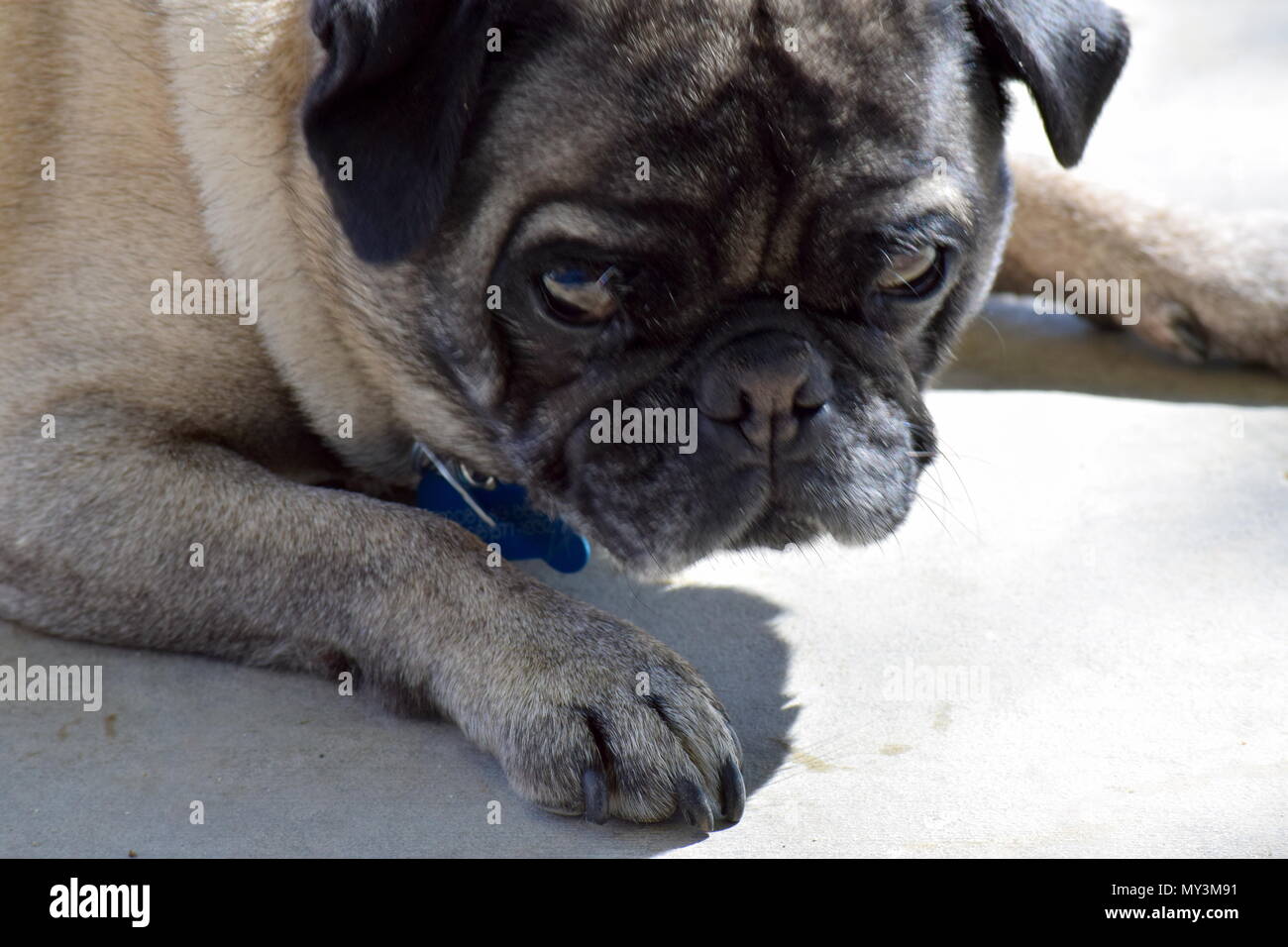 Mops gehen -Fotos und -Bildmaterial in hoher Auflösung – Alamy