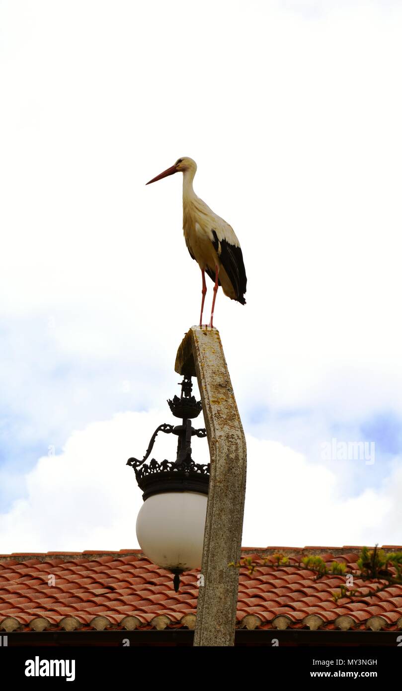 Storch auf laternenpfahl -Fotos und -Bildmaterial in hoher Auflösung ...