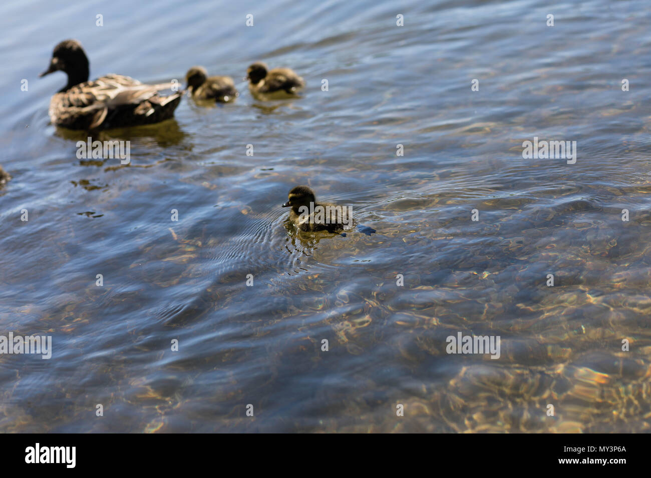 Mutter ente -Fotos und -Bildmaterial in hoher Auflösung – Alamy