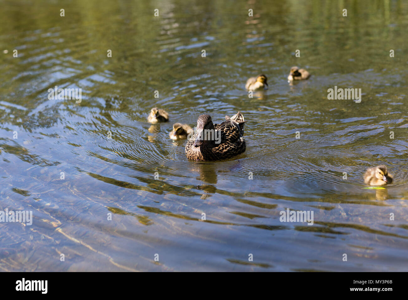 Mutter ente -Fotos und -Bildmaterial in hoher Auflösung – Alamy