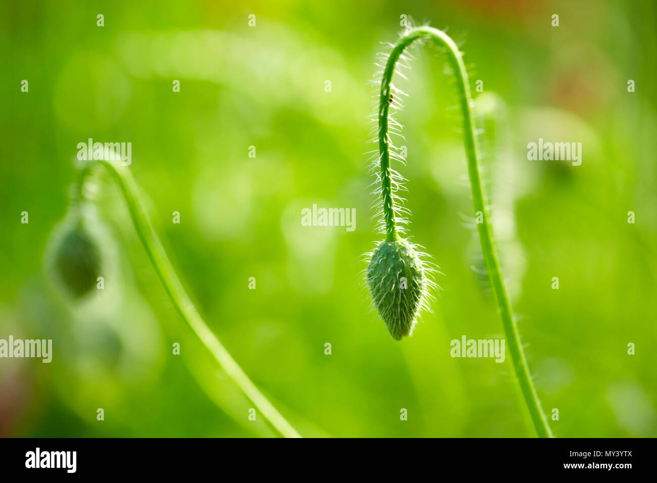 Mohn keimling -Fotos und -Bildmaterial in hoher Auflösung – Alamy