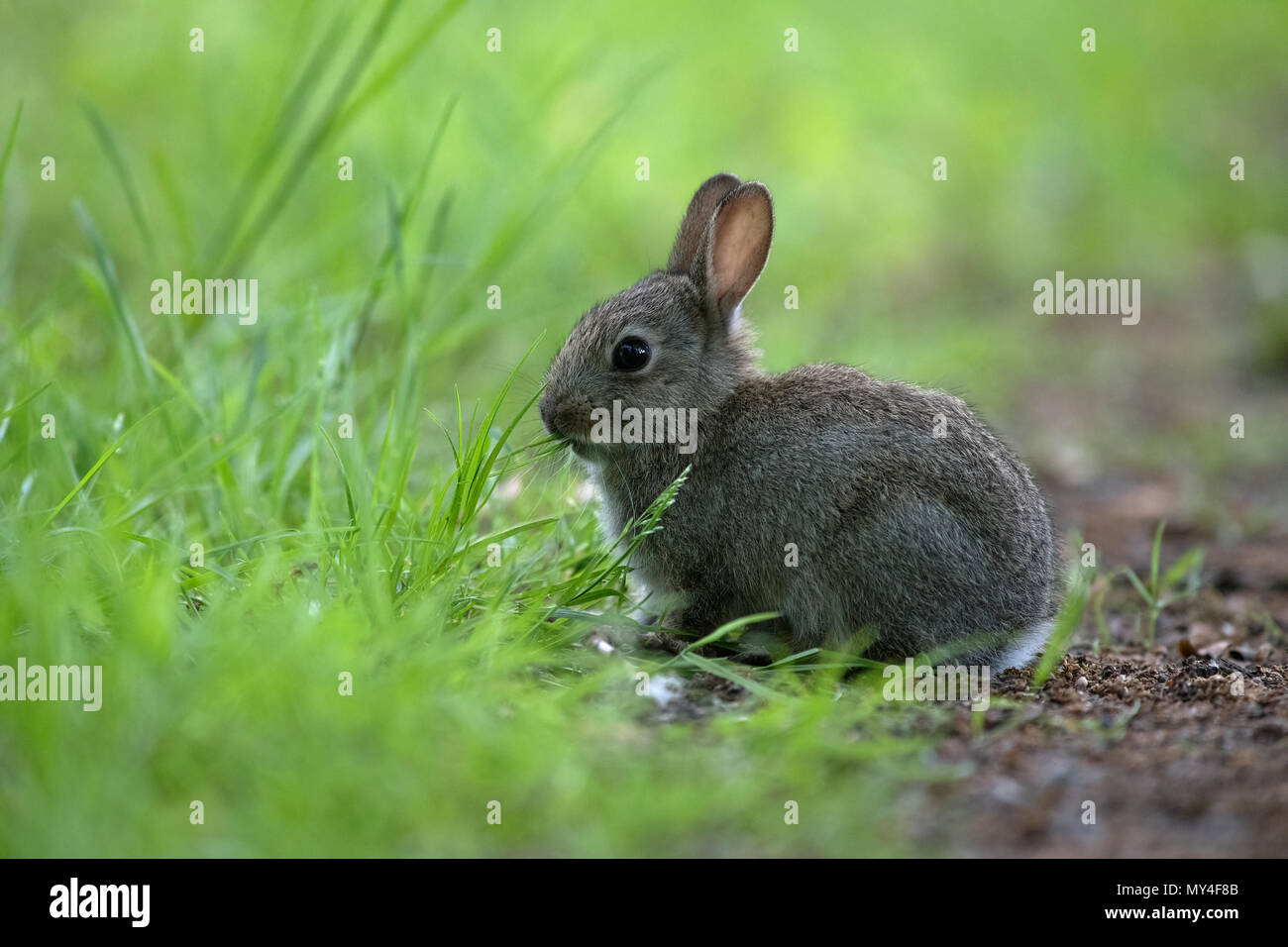 Kaninchen babys -Fotos und -Bildmaterial in hoher Auflösung – Alamy