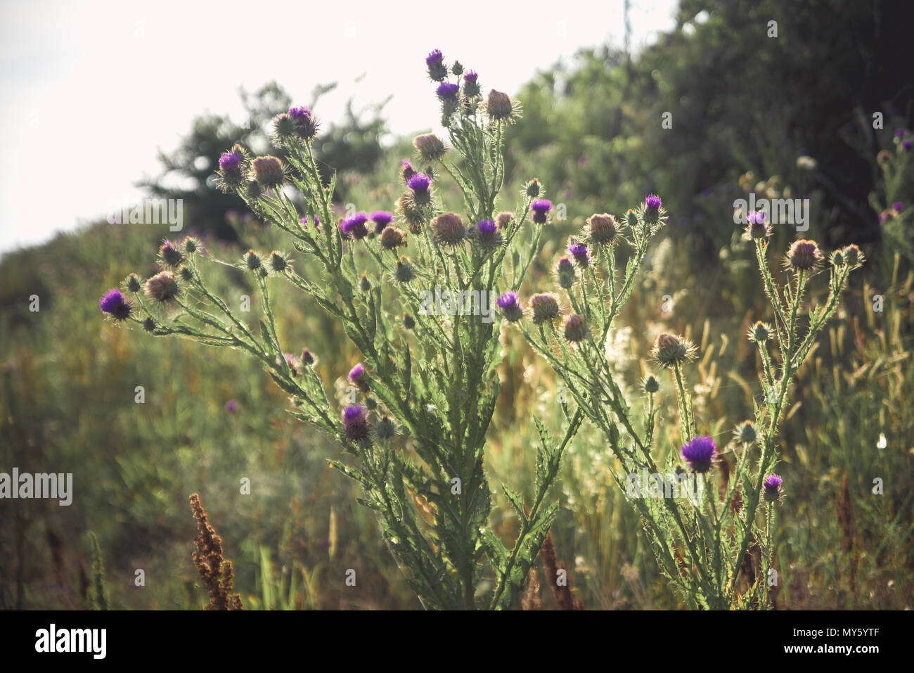 Lila milchdisteln -Fotos und -Bildmaterial in hoher Auflösung – Alamy