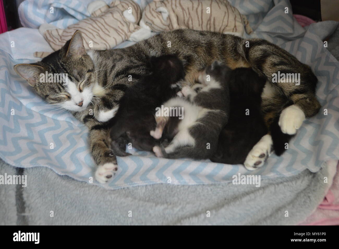 Mutterkatze, die ihre babys pflegt -Fotos und -Bildmaterial in hoher ...