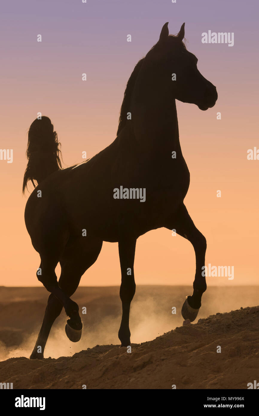 Arabian stallion -Fotos und -Bildmaterial in hoher Auflösung – Alamy