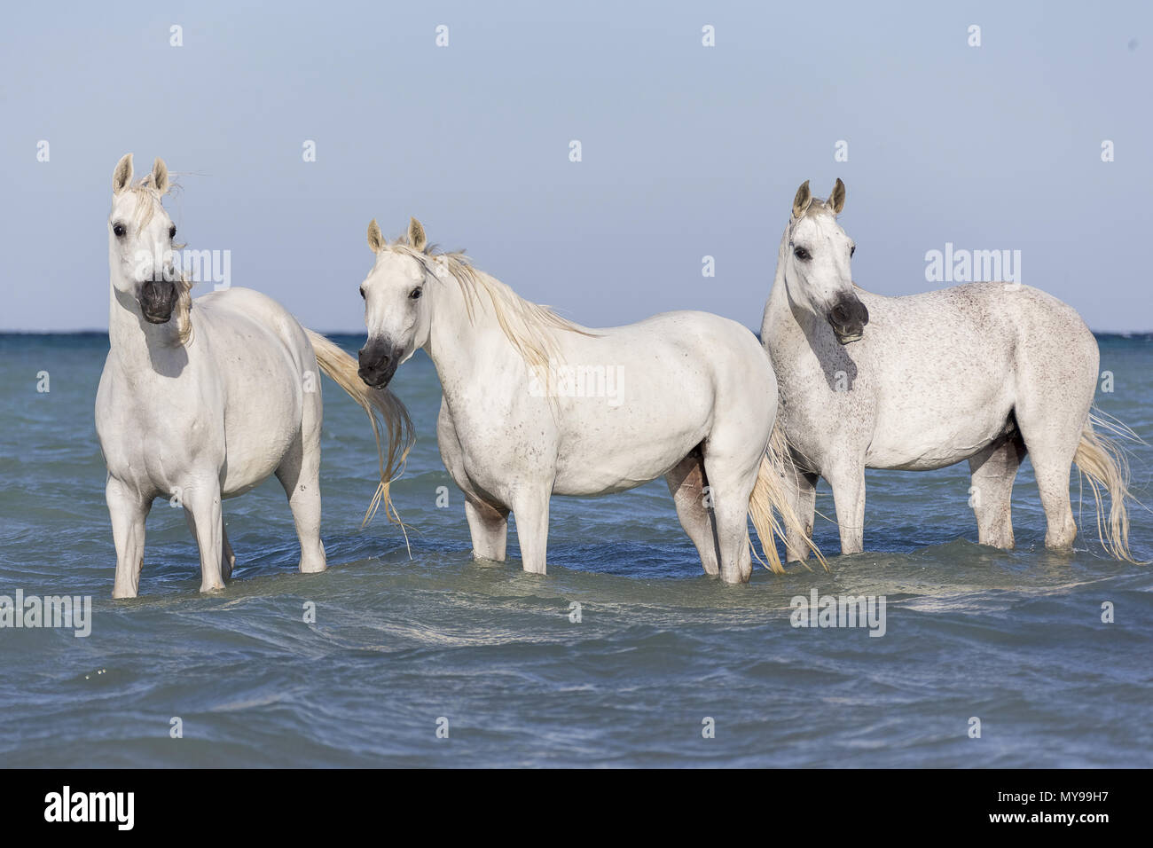 Arabisches pferd graue stute, die im meer steht -Fotos und ...