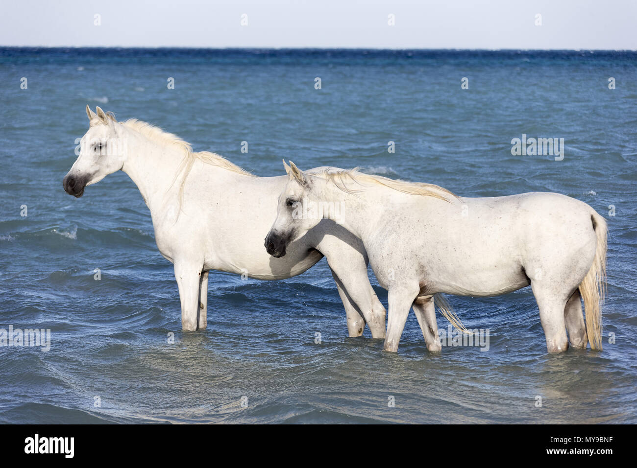 Arabisches pferd graue stute, die im meer steht -Fotos und ...