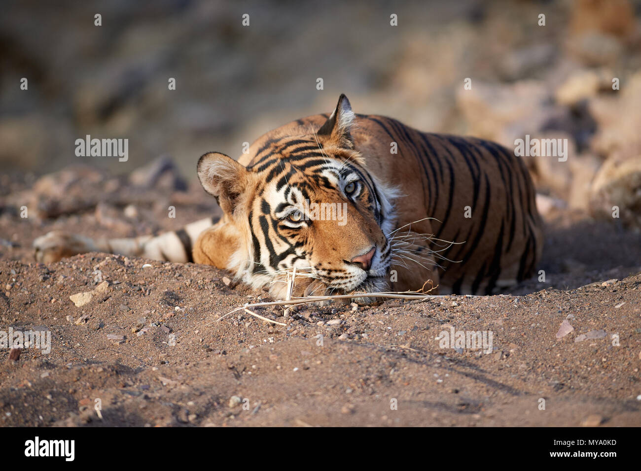 Katzenpfote Mit Krallen Stockfotos und -bilder Kaufen - Alamy