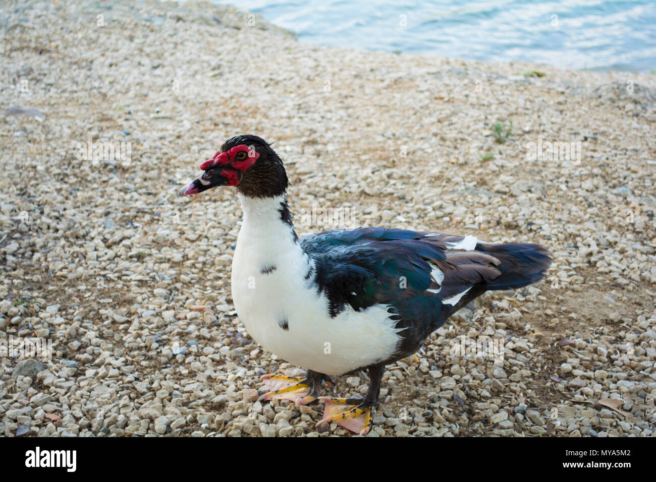 Schwarze cayuga enten Stockfotos und -bilder Kaufen - Alamy