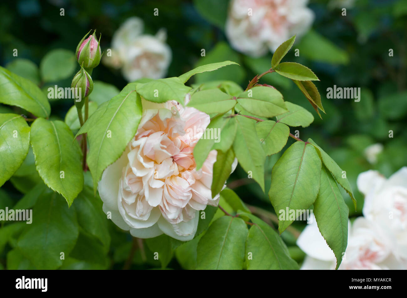Desprez A Fleur Jaune ein ancien Noisette rambler Rose Stockfotografie ...