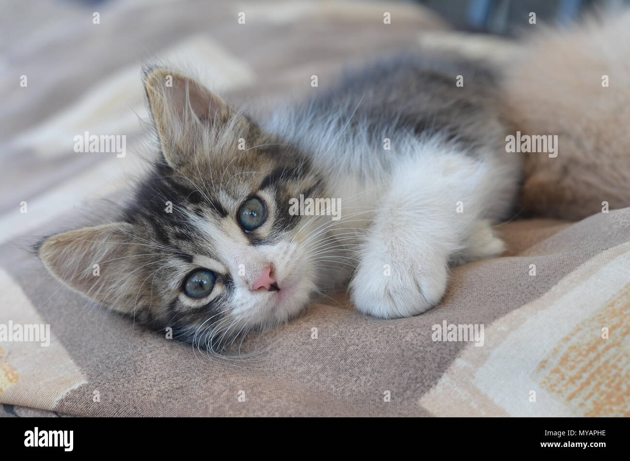 Chillin katze -Fotos und -Bildmaterial in hoher Auflösung – Alamy