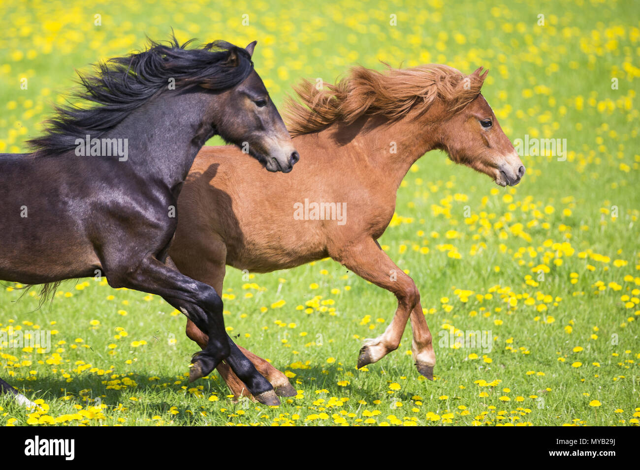 Hengst und Stute Stockfotos und -bilder Kaufen - Alamy