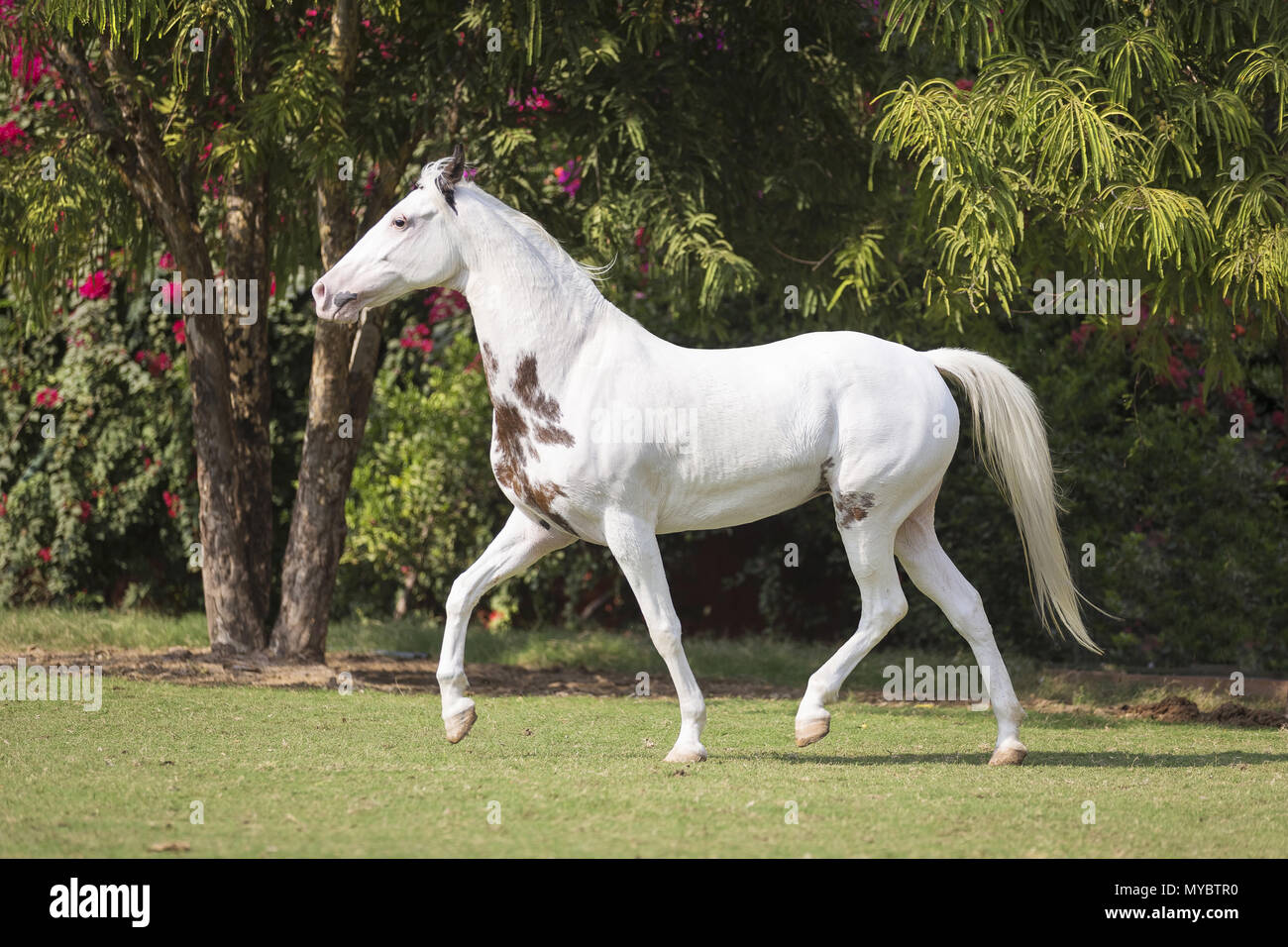 Marwari Pferd. Pinto Stute in einem paddock Trab. Indien Stockfotografie - Alamy