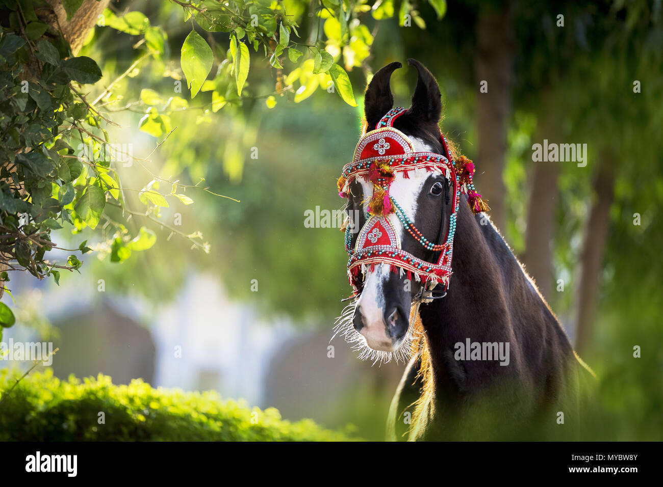 Schwarze stute -Fotos und -Bildmaterial in hoher Auflösung – Alamy