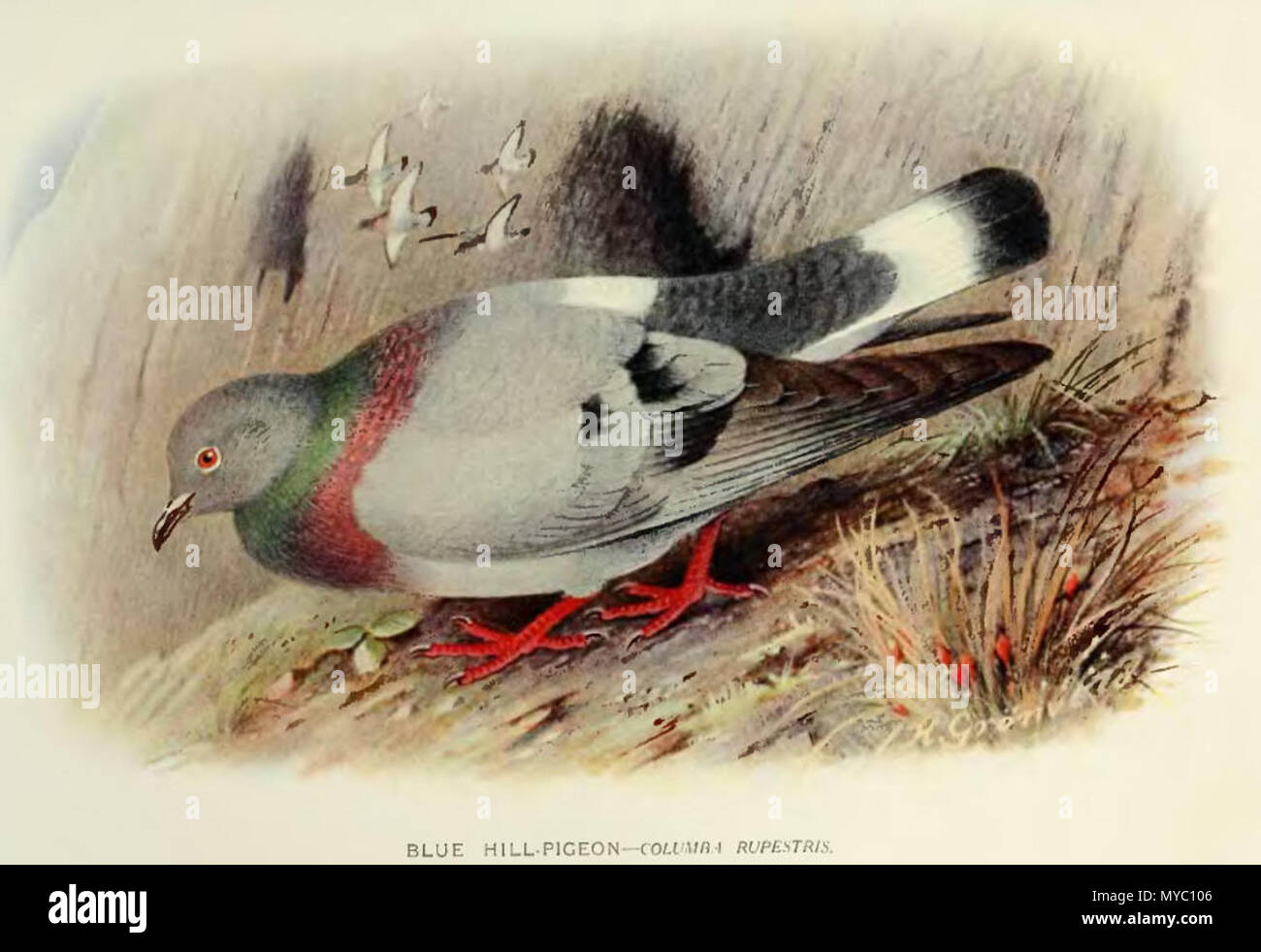 Columba rupestris -Fotos und -Bildmaterial in hoher Auflösung – Alamy