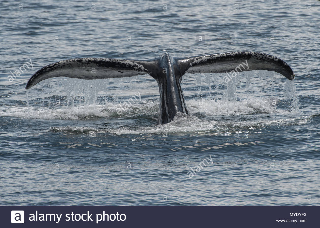 Wal Fluke Stockfotos & Wal Fluke Bilder - Alamy