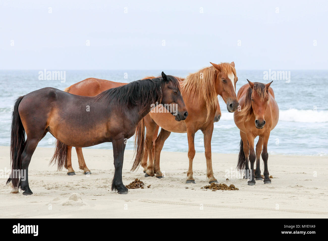 Wilde pferde am strand -Fotos und -Bildmaterial in hoher Auflösung – Alamy
