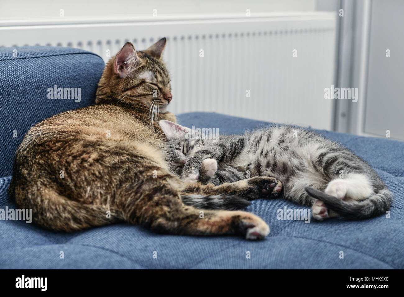 Zusammen schlafen -Fotos und -Bildmaterial in hoher Auflösung – Alamy