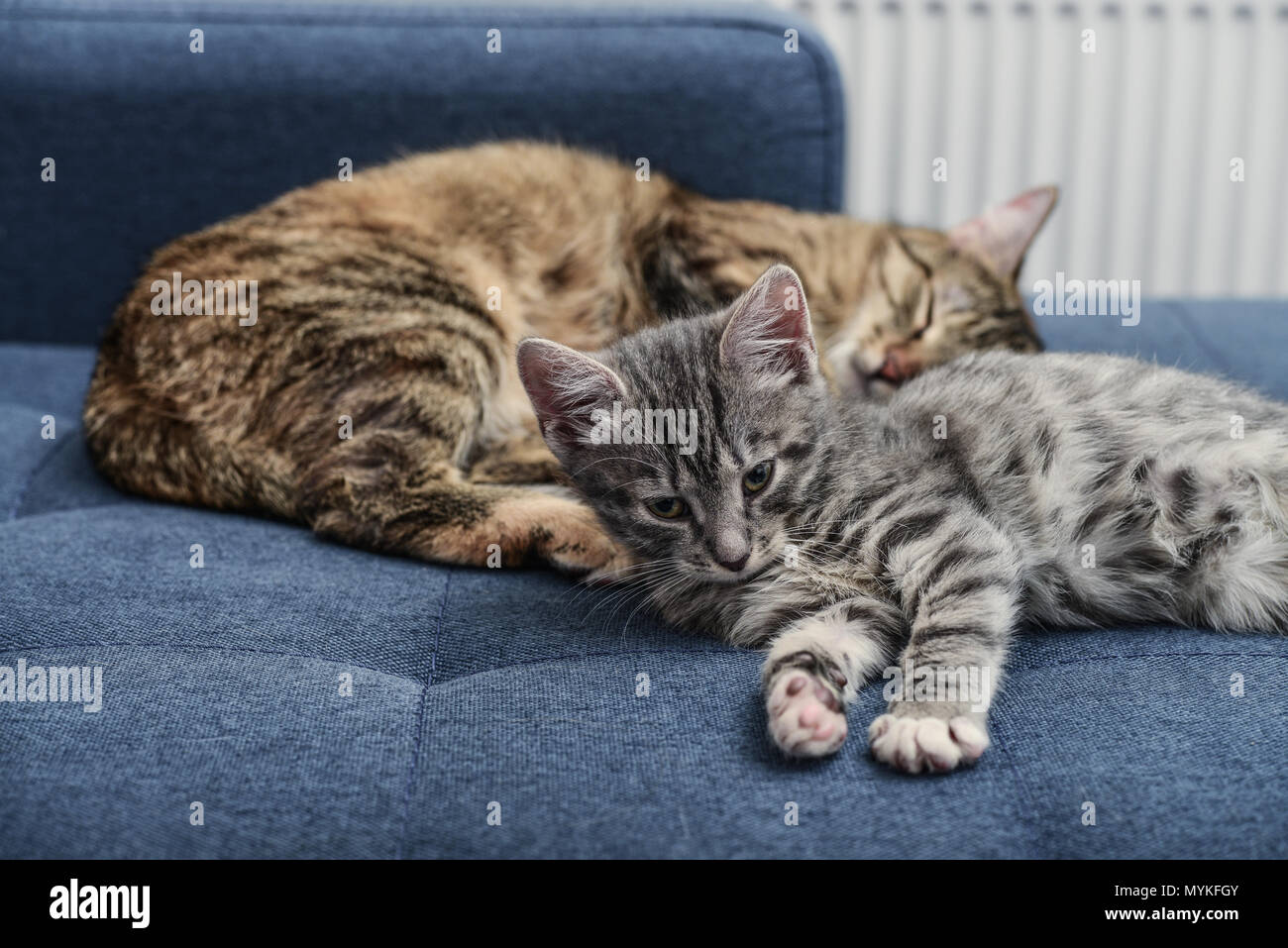 Zusammen schlafen -Fotos und -Bildmaterial in hoher Auflösung – Alamy