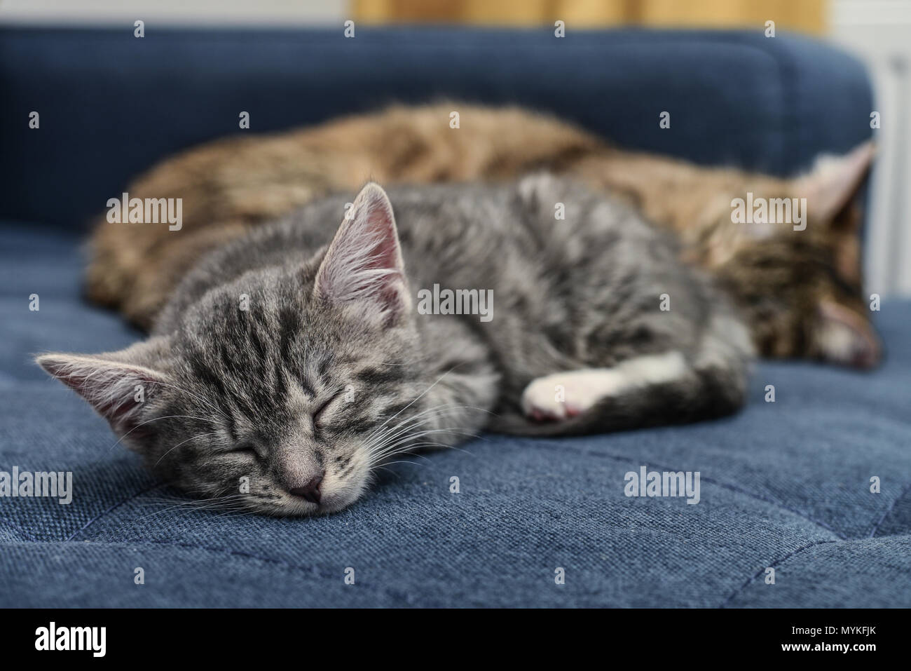 Zusammen schlafen -Fotos und -Bildmaterial in hoher Auflösung – Alamy