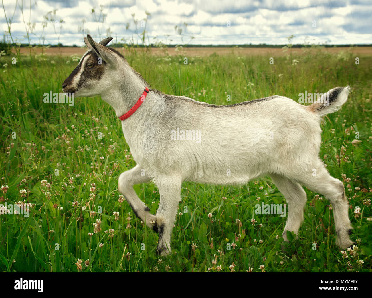 Funny goat -Fotos und -Bildmaterial in hoher Auflösung – Alamy