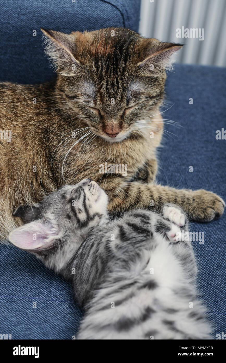 Zusammen schlafen -Fotos und -Bildmaterial in hoher Auflösung – Alamy