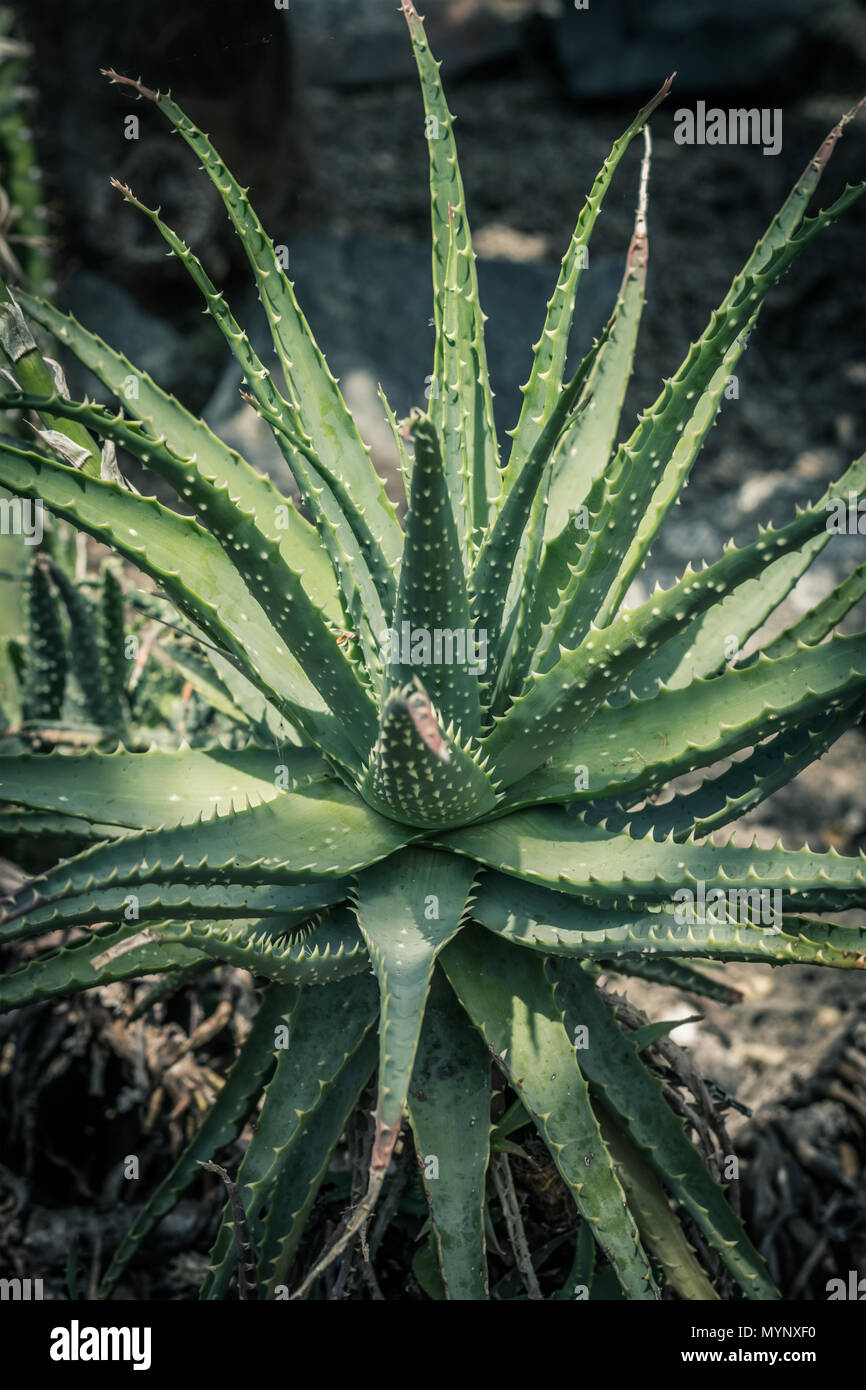 Aloe x spinosissima -Fotos und -Bildmaterial in hoher Auflösung – Alamy