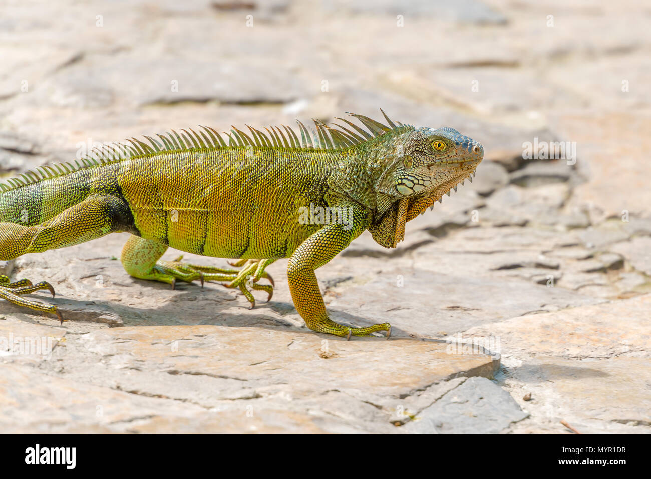 Bilder von Iguana aus der Bolivar Park in Guayaquil, Ecuador. Der Park ...