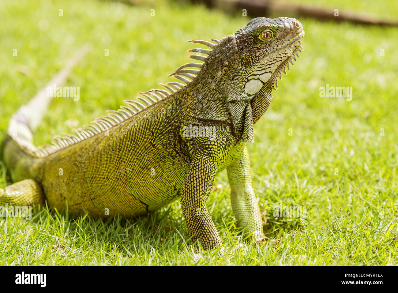 Bilder von Iguana aus der Bolivar Park in Guayaquil, Ecuador. Der Park ...