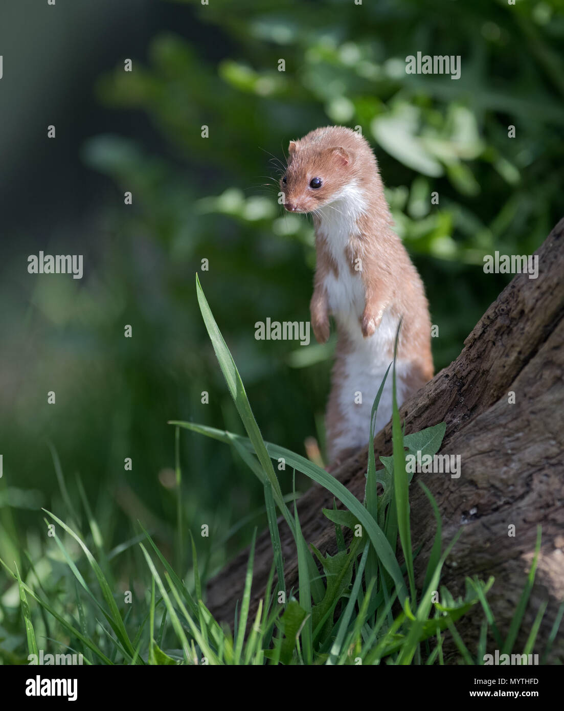 Wiesel am wenigsten -Fotos und -Bildmaterial in hoher Auflösung – Alamy