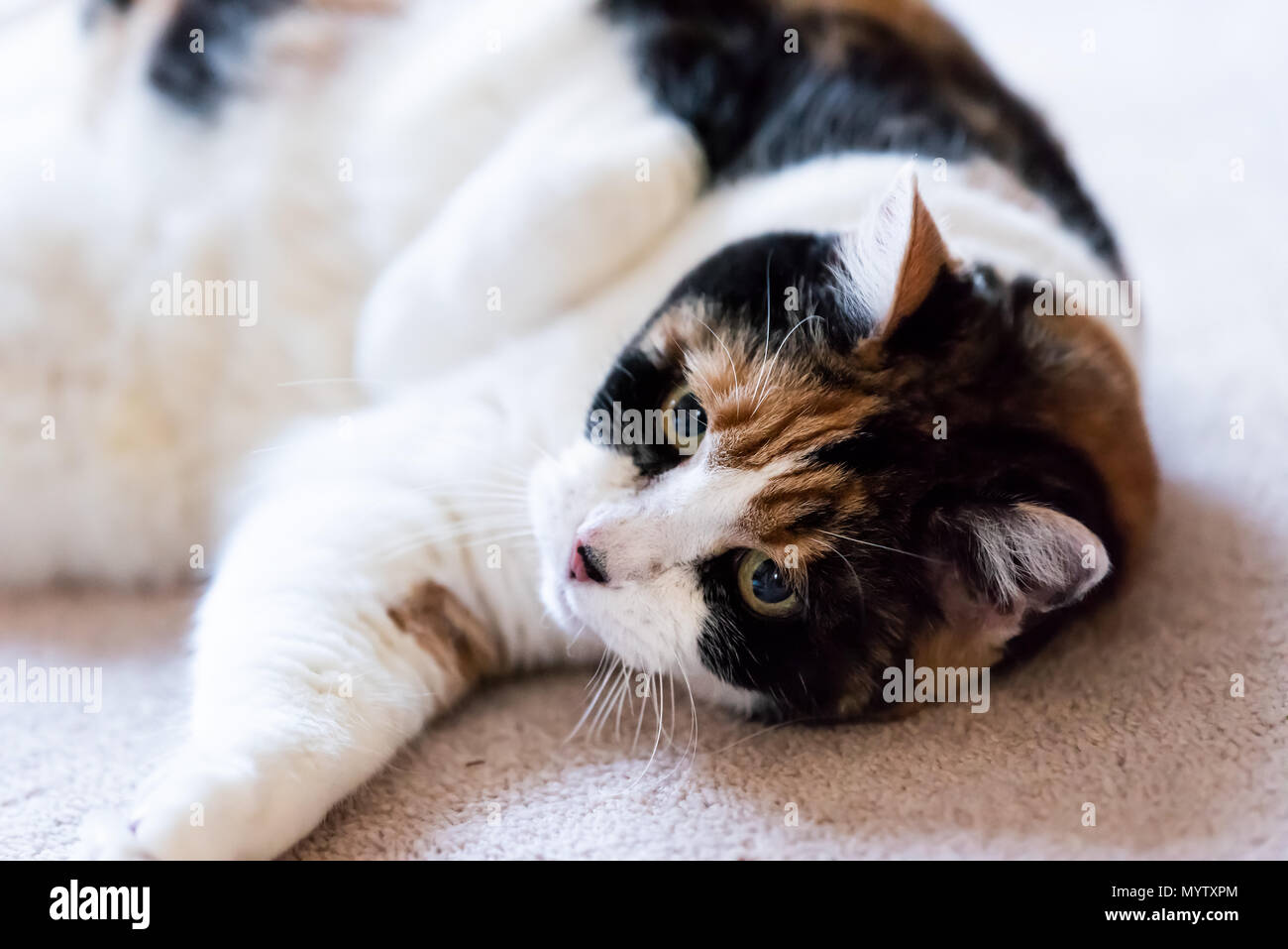 Weibliche Calico Katze liegend bequem auf dem Teppich im Haus Zimmer im ...