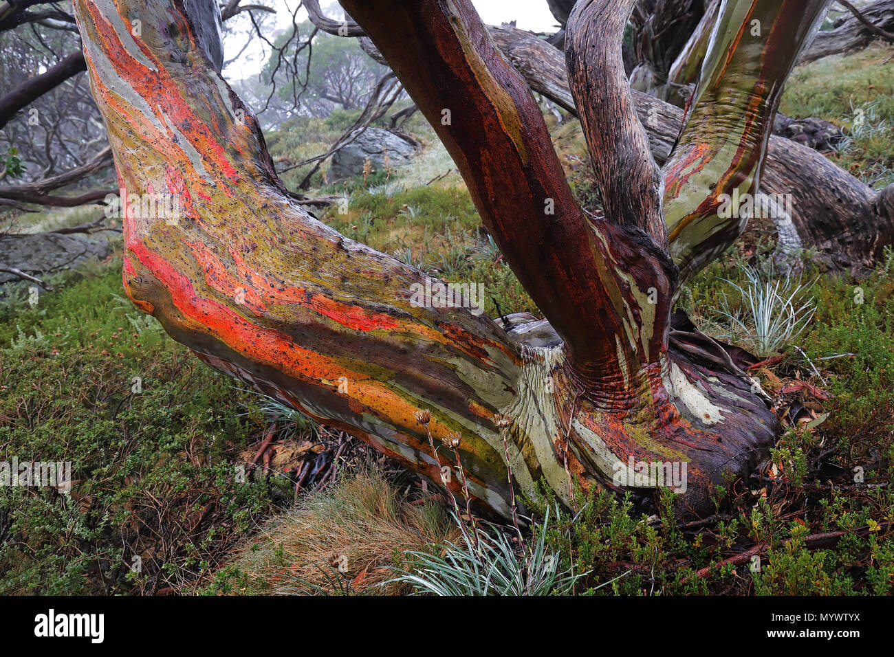 Gum tree eucalyptus pauciflora -Fotos und -Bildmaterial in hoher ...