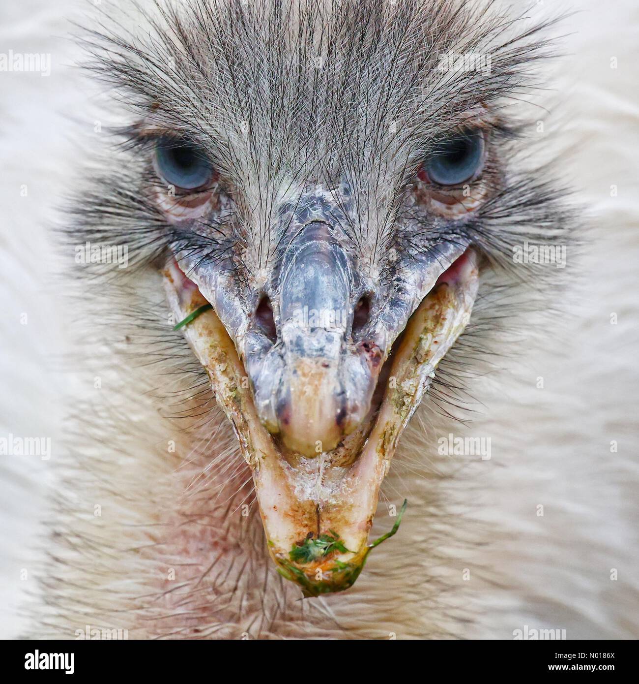Trusham devon -Fotos und -Bildmaterial in hoher Auflösung – Alamy