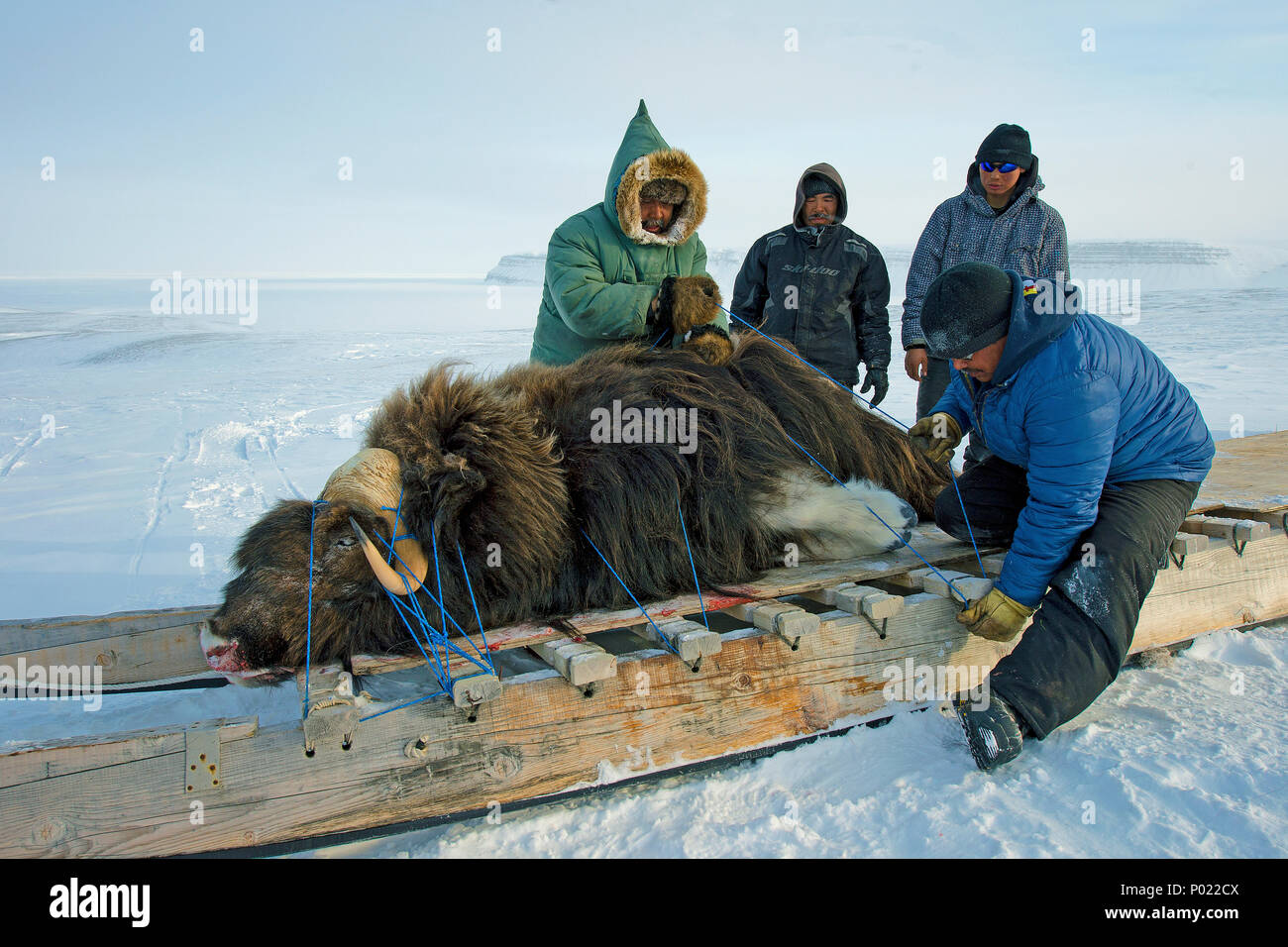 Inuit jagd -Fotos und -Bildmaterial in hoher Auflösung - Seite 2 - Alamy
