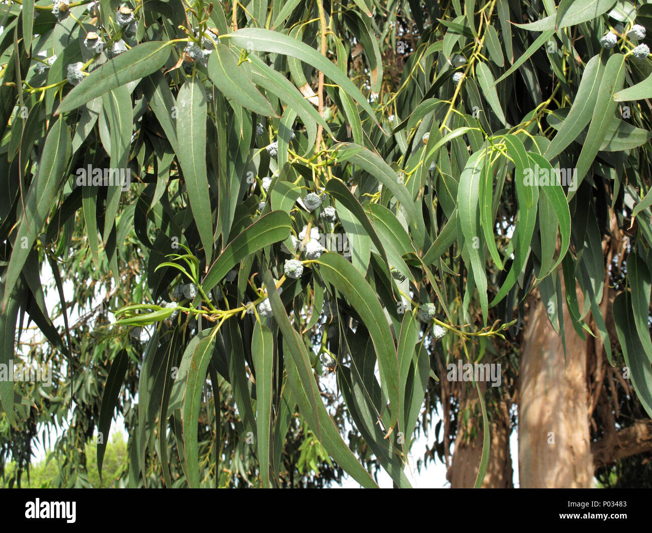 Eukalyptus samen -Fotos und -Bildmaterial in hoher Auflösung – Alamy
