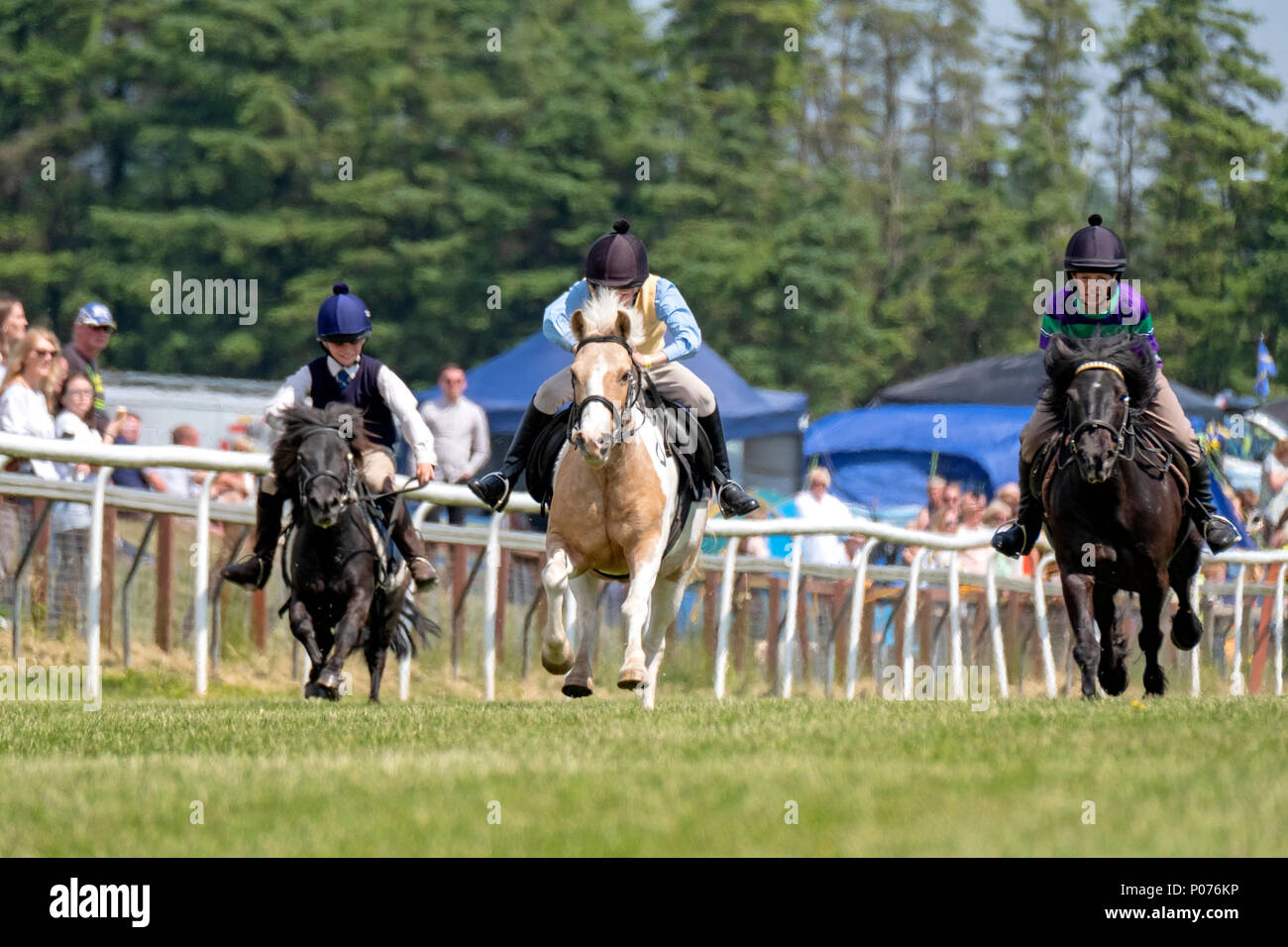 Shetland Pony Rennen Stockfotos und -bilder Kaufen - Alamy