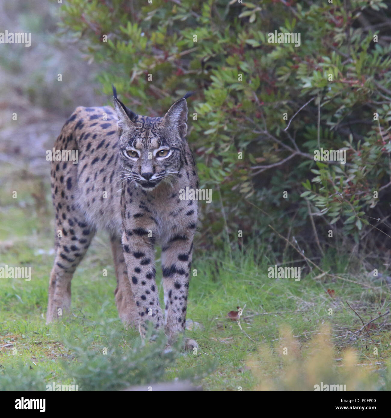 Iberischer luchs -Fotos und -Bildmaterial in hoher Auflösung – Alamy