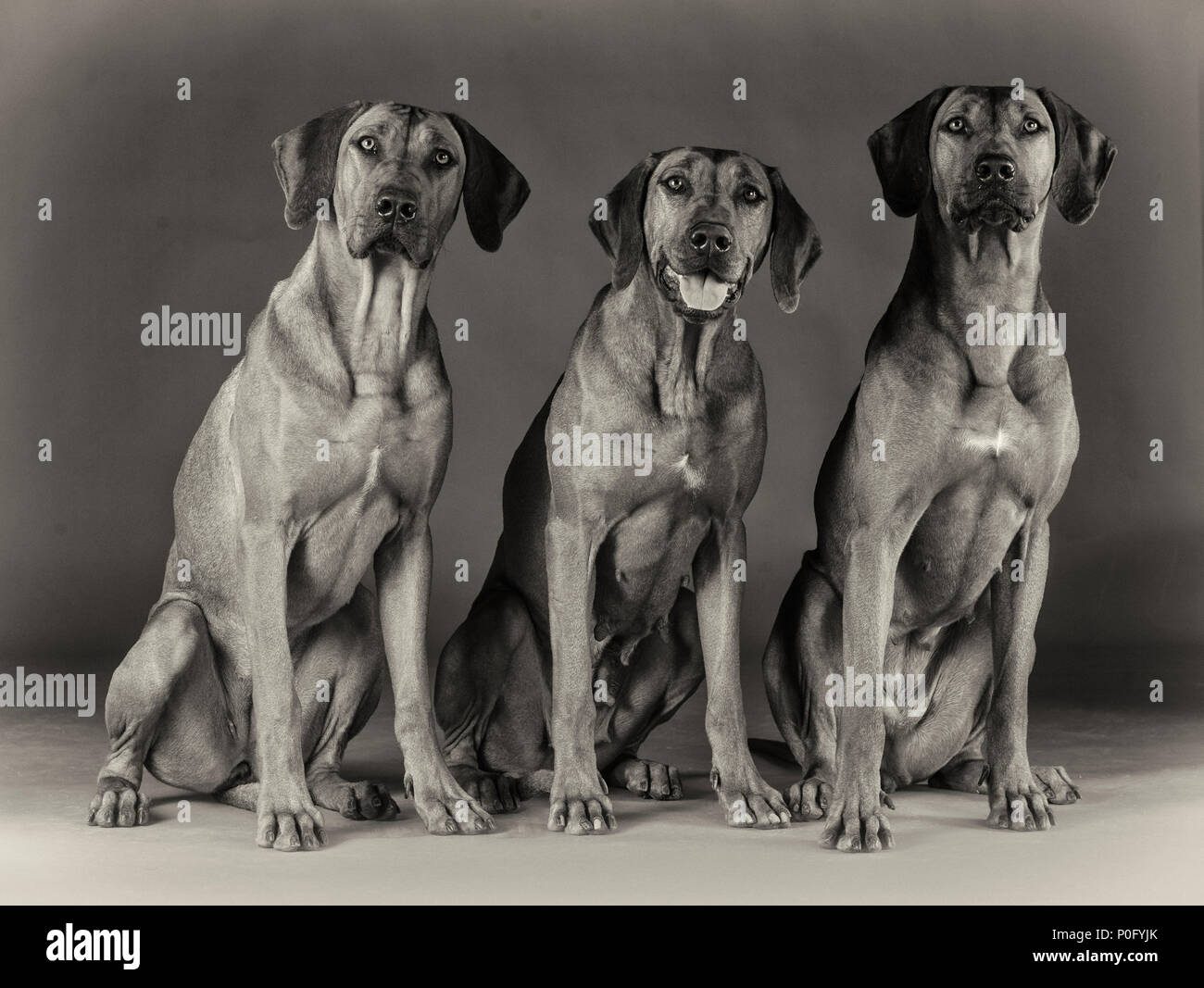 Rhodesian ridgeback weibchen -Fotos und -Bildmaterial in hoher ...