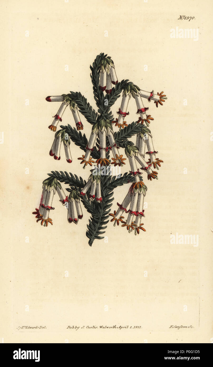 Heide william -Fotos und -Bildmaterial in hoher Auflösung – Alamy