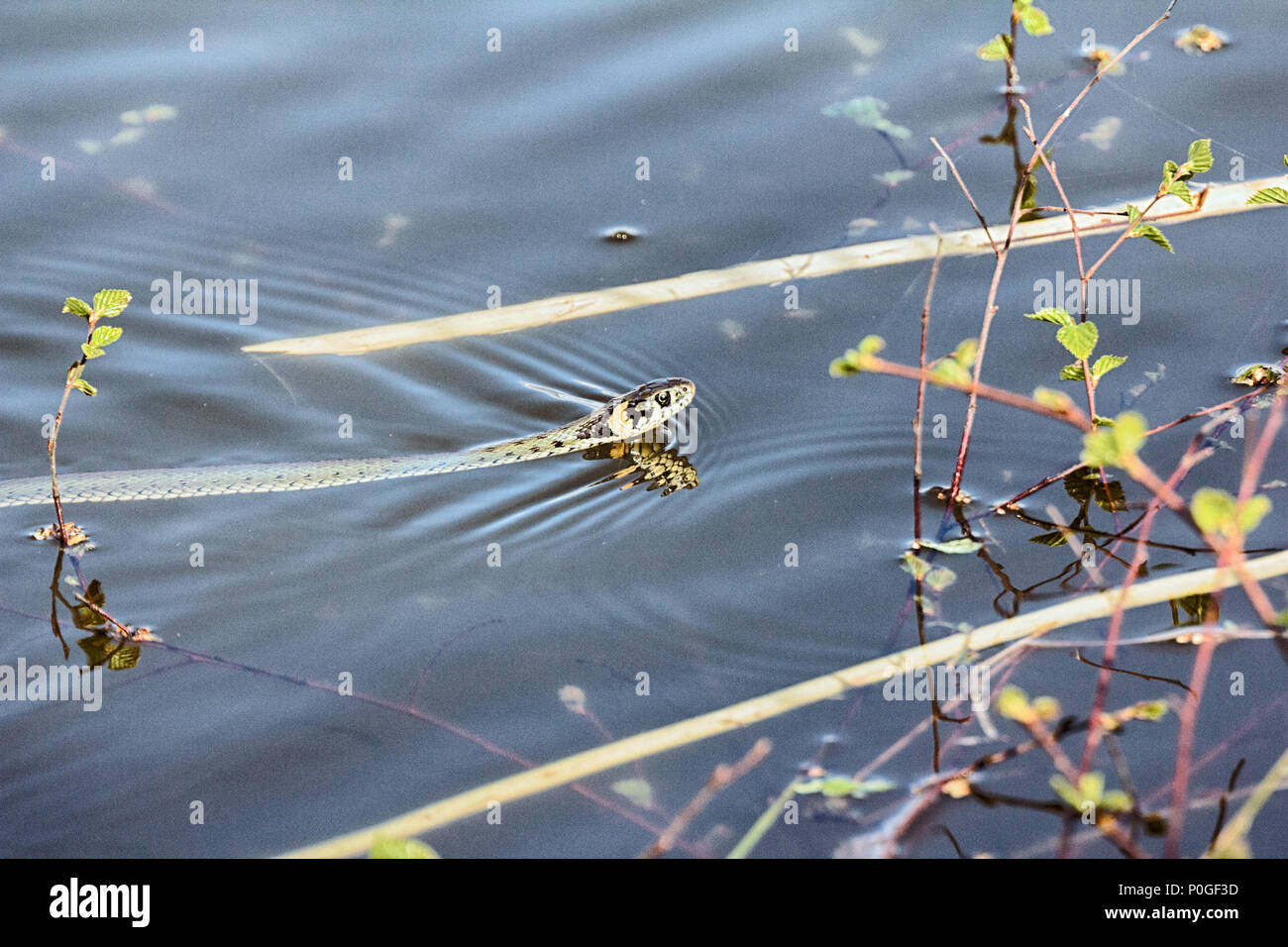 Schwebende Schlange Ringelnatter (Natrix natrix) mit zweiter Titel ist ...