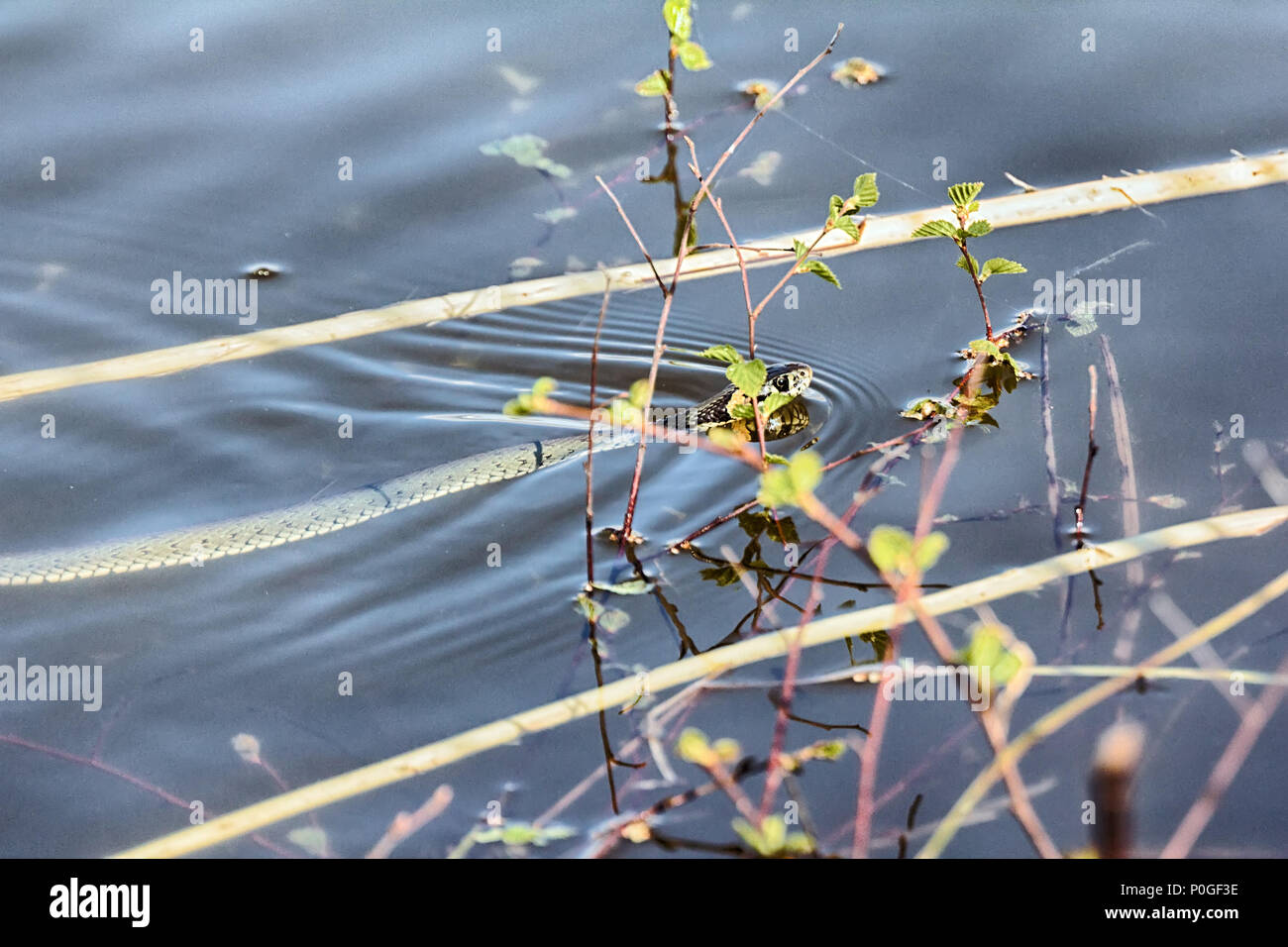 Schwebende Schlange Ringelnatter (Natrix natrix) mit zweiter Titel ist ...