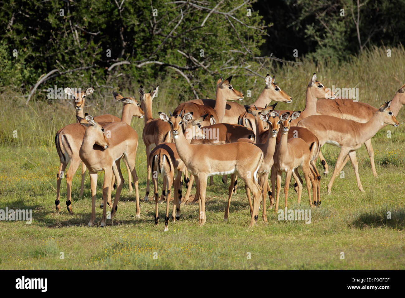 Afrika antilopen -Fotos und -Bildmaterial in hoher Auflösung – Alamy