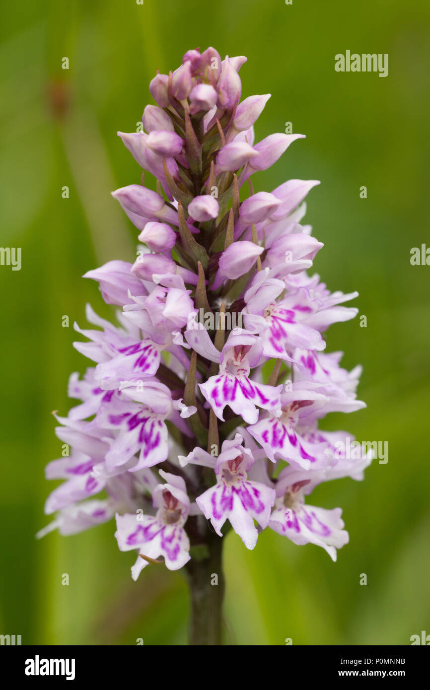 Wilde Orchidee Stockfotos und -bilder Kaufen - Alamy