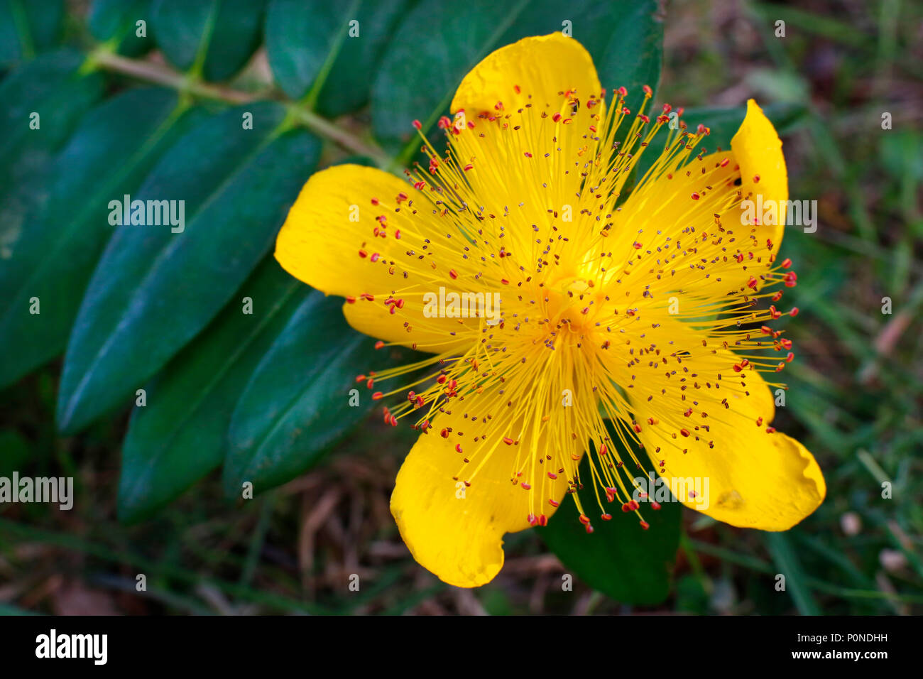 Gelbes hypericum -Fotos und -Bildmaterial in hoher Auflösung – Alamy