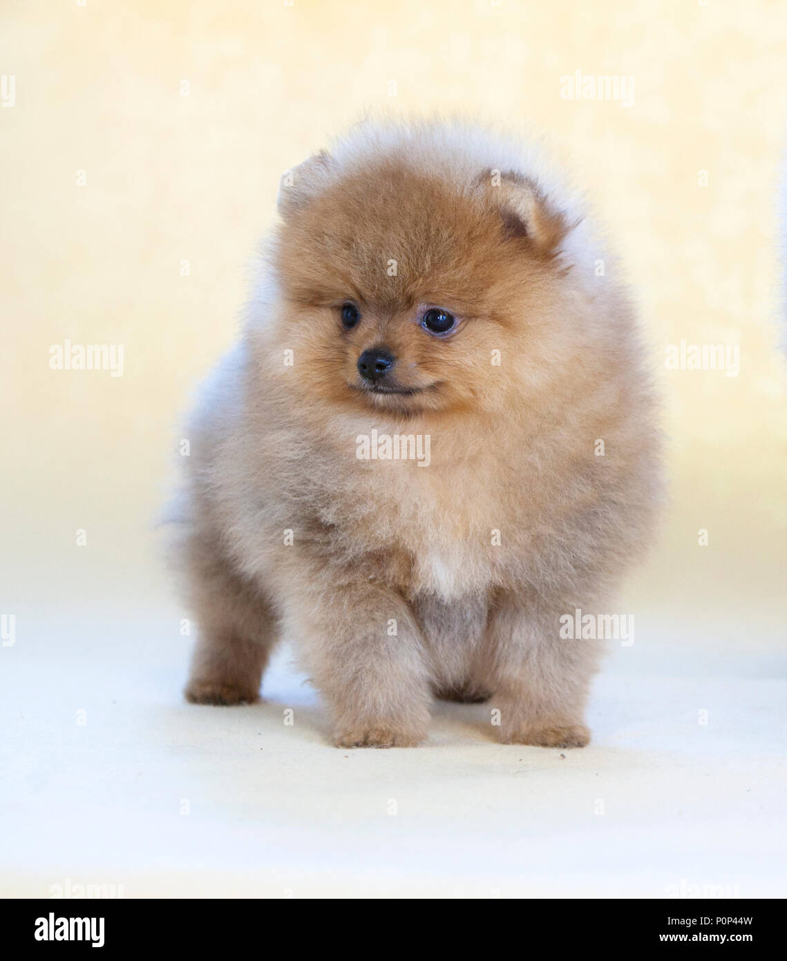 Süser hund -Fotos und -Bildmaterial in hoher Auflösung – Alamy