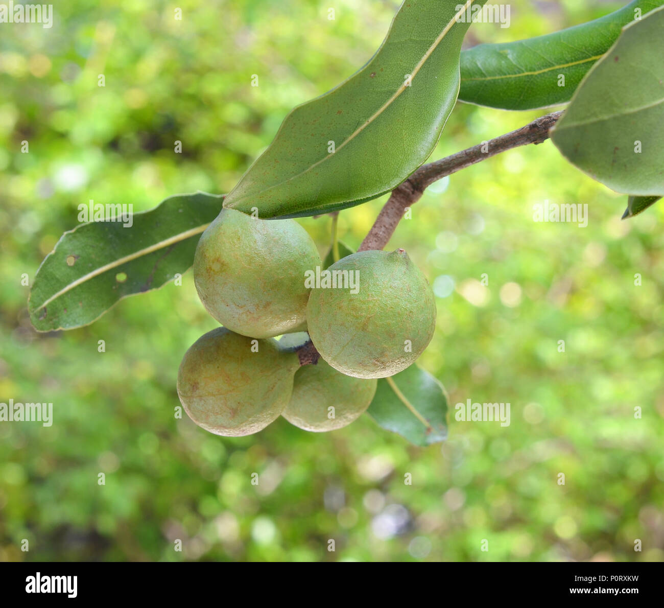 Macadamia tree -Fotos und -Bildmaterial in hoher Auflösung – Alamy