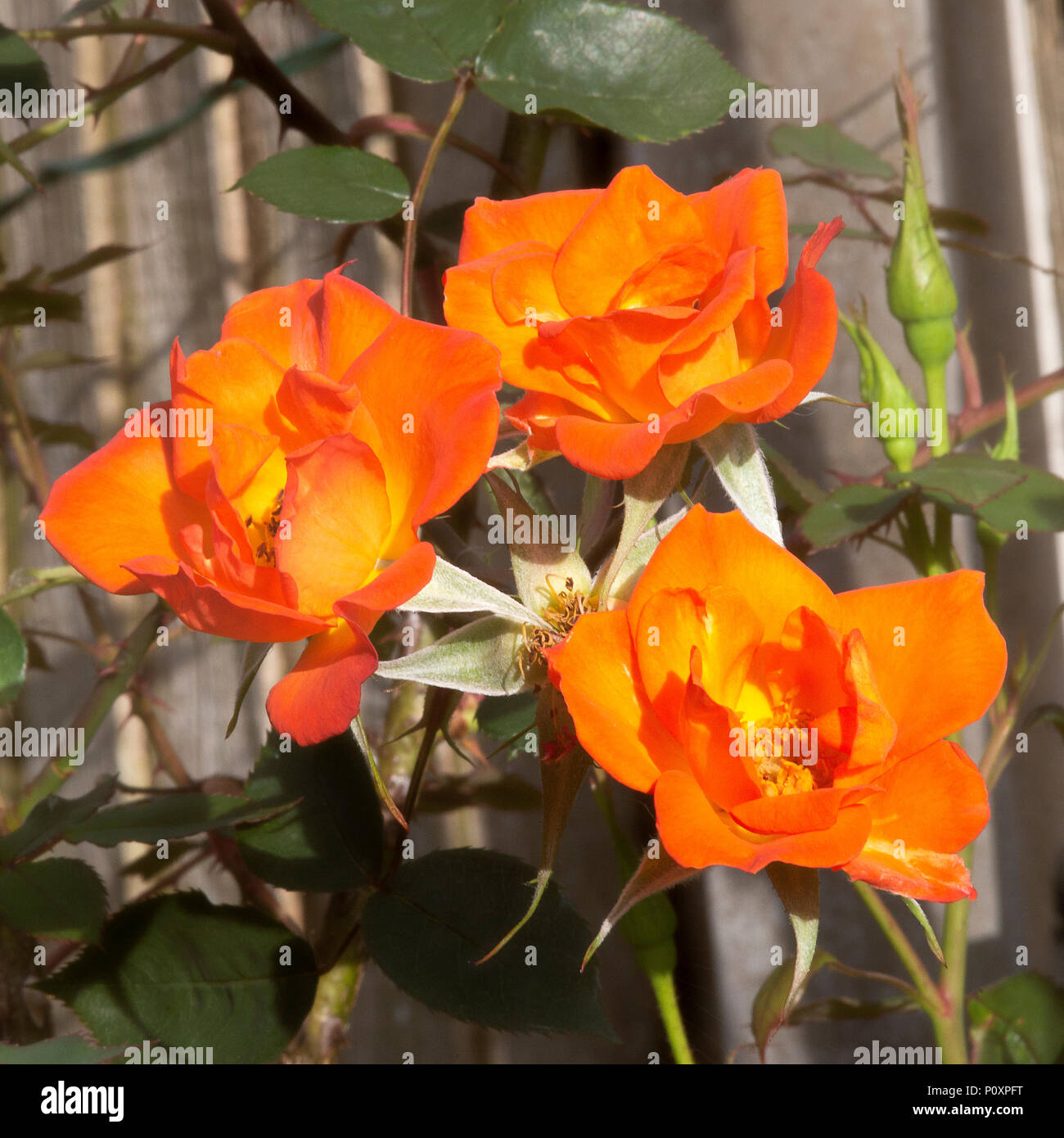 431 iain davidson fotografisch -Fotos und -Bildmaterial in hoher ...