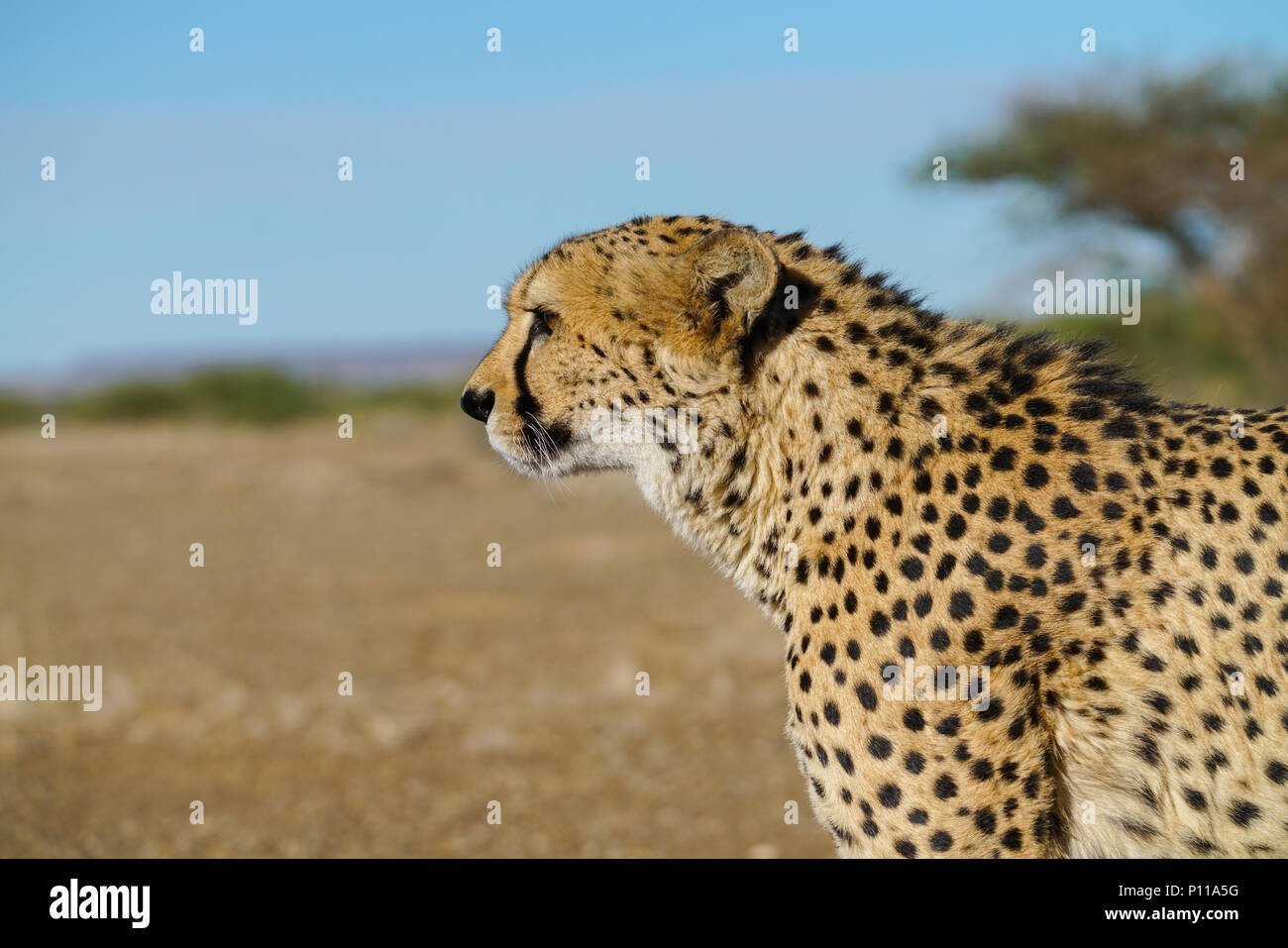 Schwarze Flecken Von Geparden Stockfotos und -bilder Kaufen - Alamy