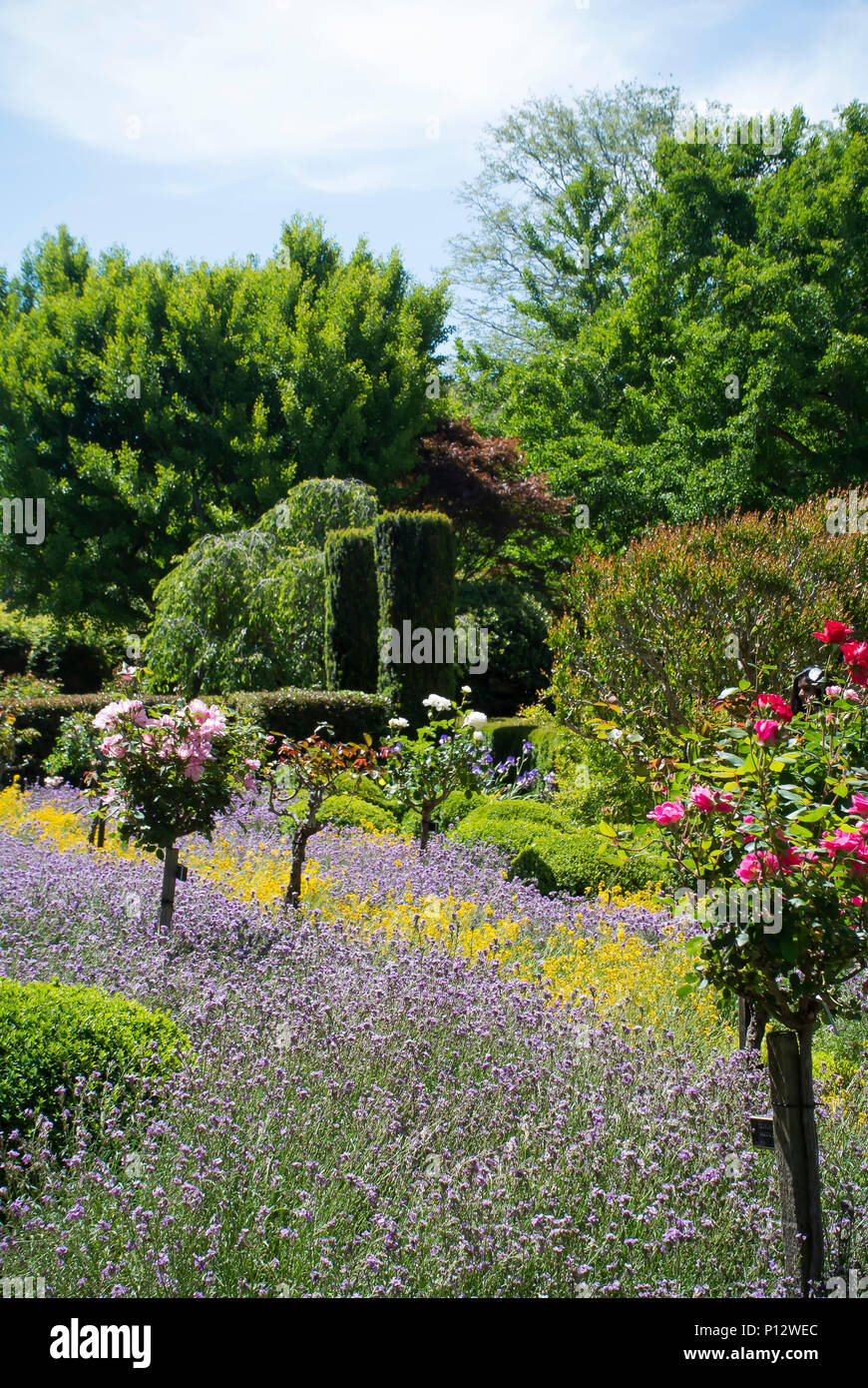 Blaue blumen eingeschlossen -Fotos und -Bildmaterial in hoher Auflösung ...